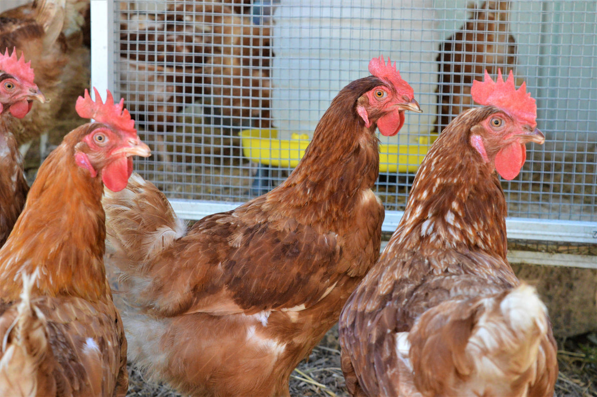 Poultry – Price Produce